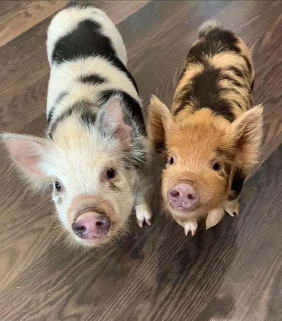 Pixel Perfect Project